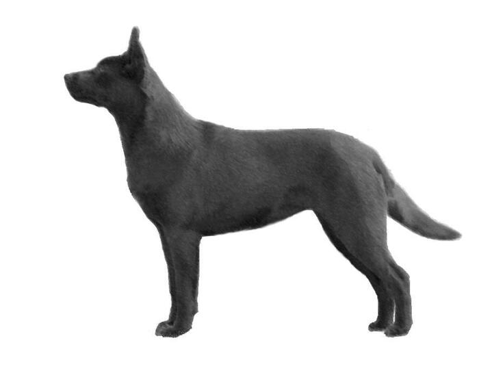 FCI Standard :: Free Paws